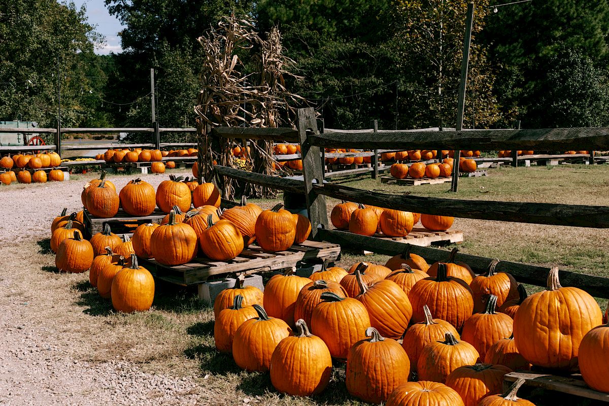 Pumpkin in the Pines
